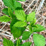 Boost Your Fertility with Herbs Found in Your Backyard - Natural ...