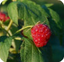 Red-raspberry-leaf-2N | Natural Fertility Info.com