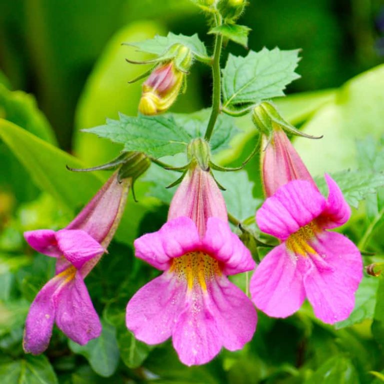 Rehmannia Root: Support Fertility Vitality