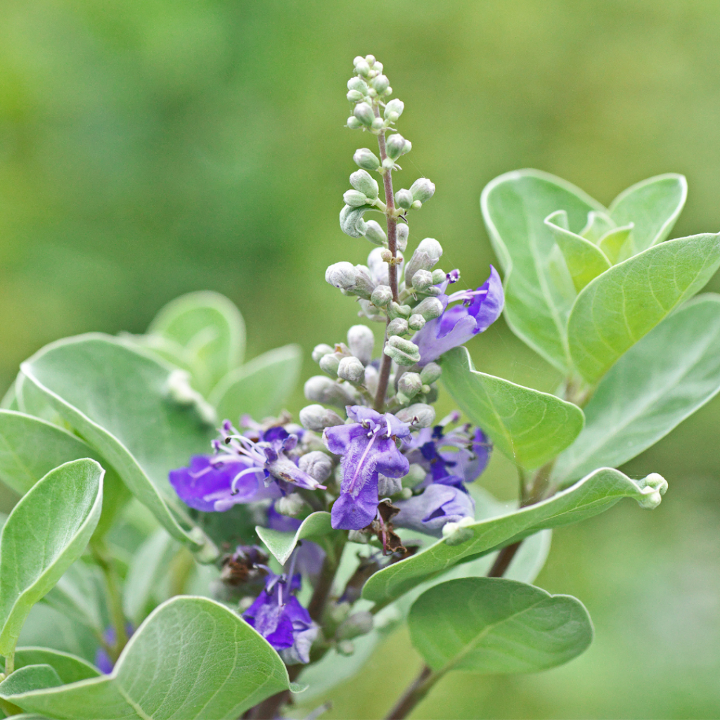 Vitex… Fertility Super Herb?