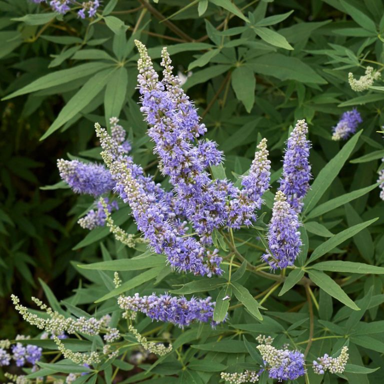 Video: Fertility Herb: Vitex