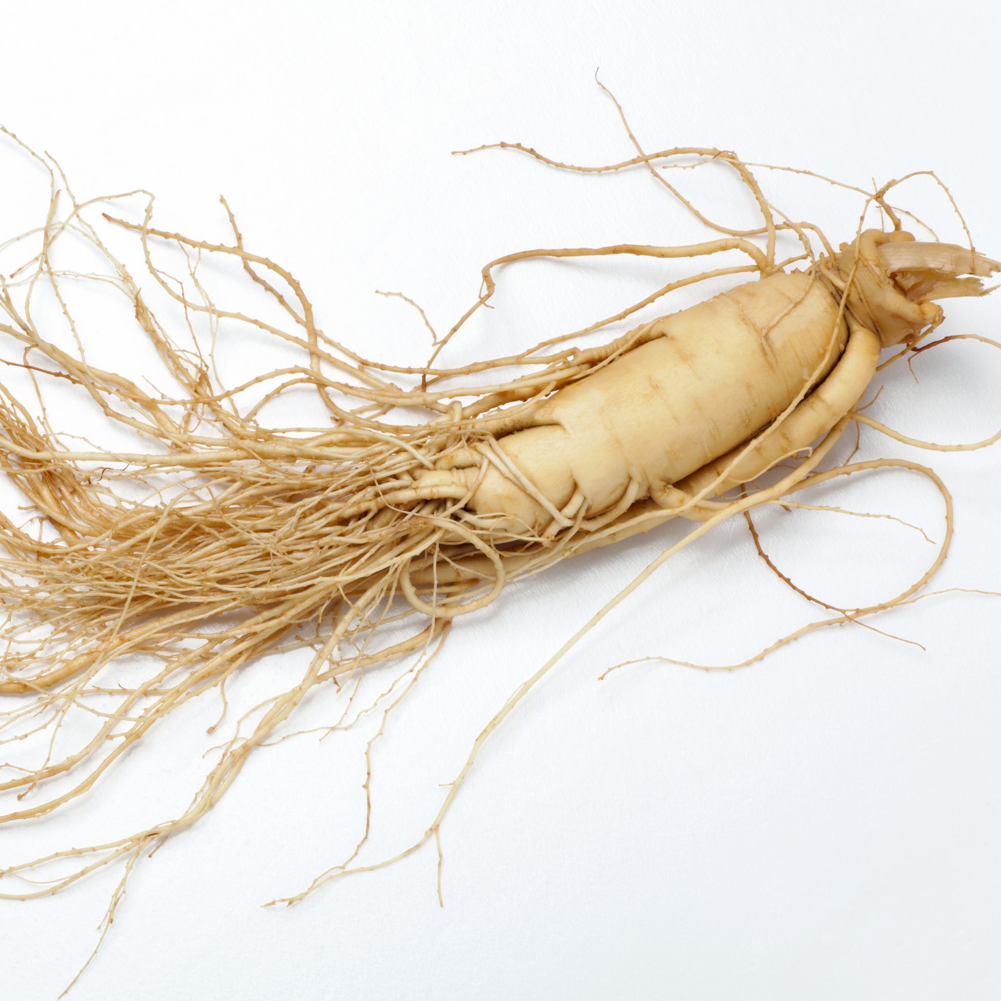 The Benefits of Eleuthero Root for Fertility