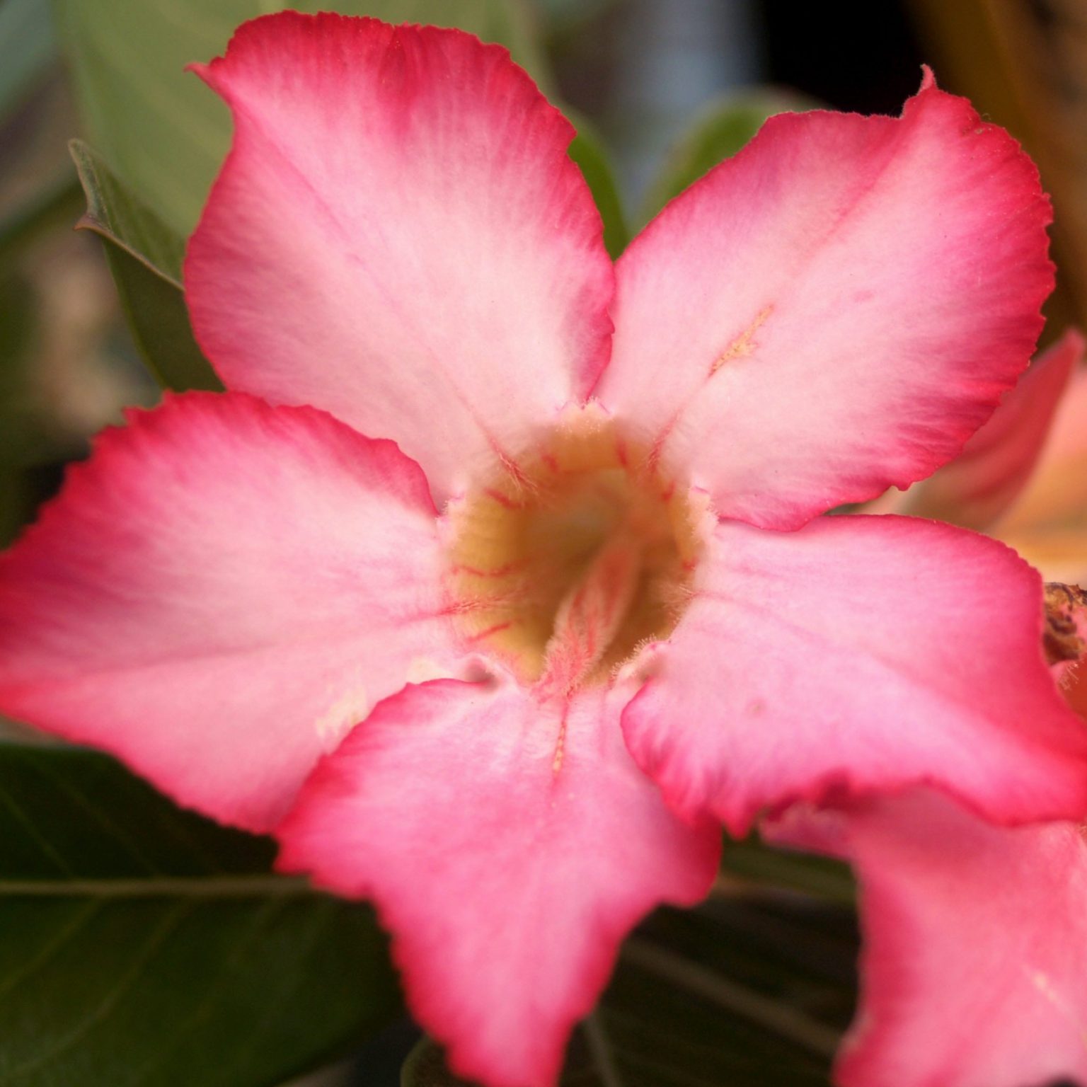 Optimizing Chances of Conception With One Fallopian Tube