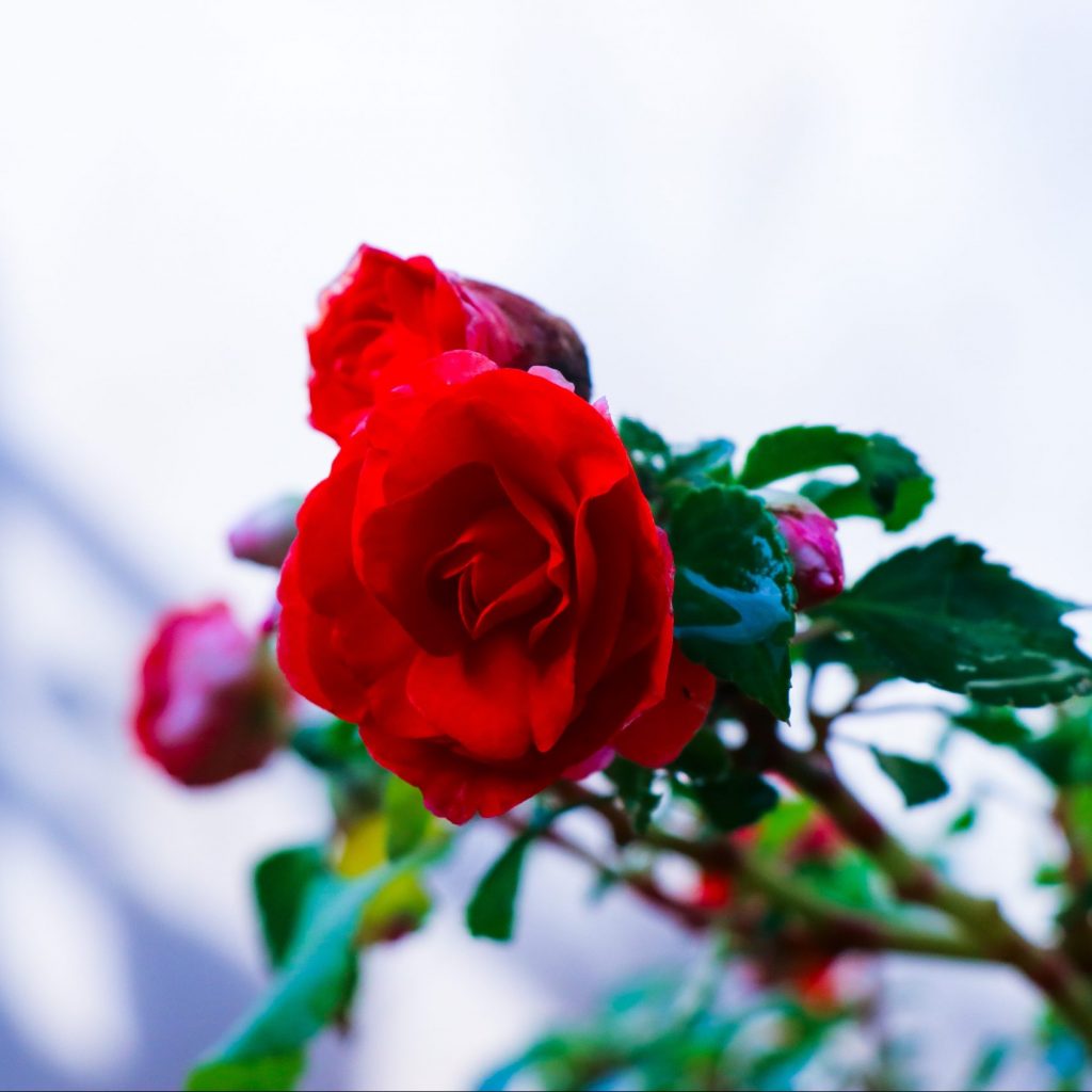 Healing Female Fertility by Honoring the Menstrual Period ~ The Red Tent