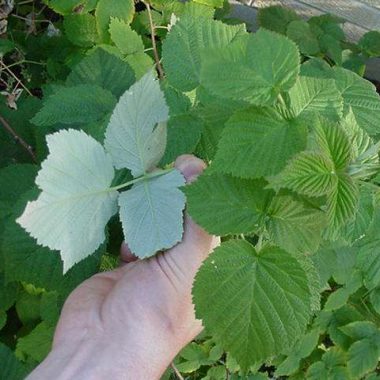 Fertility Herbal Tonic: Red Raspberry Leaf