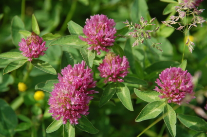 Red Clover | Natural Fertility Info.com